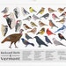 Wisconsin Printable Backyard Birds of Wisconsin Field Guide Print Bird ...