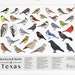 Texas - Printable Backyard Birds of Texas Field Guide Print - Printable ...