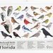 Florida Printable Backyard Birds of Florida Field Guide Print Bird Art ...