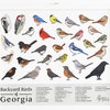 New Jersey Printable Backyard Birds of New Jersey Field Guide Print ...
