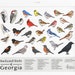 Georgia - Printable Backyard Birds of Georgia Field Guide Print - Bird ...