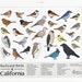 Minnesota Printable Backyard Birds of Minnesota Field Guide Print Bird ...
