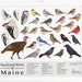 Oregon Printable Backyard Birds of Oregon Field Guide Print - Etsy