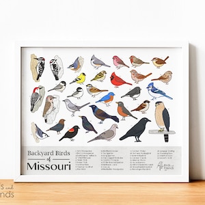 Missouri - Printable Backyard Birds of Missouri Field Guide Print ...
