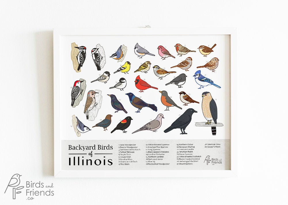 Illinois - Printable Backyard Birds of Illinois Field Guide Print ...