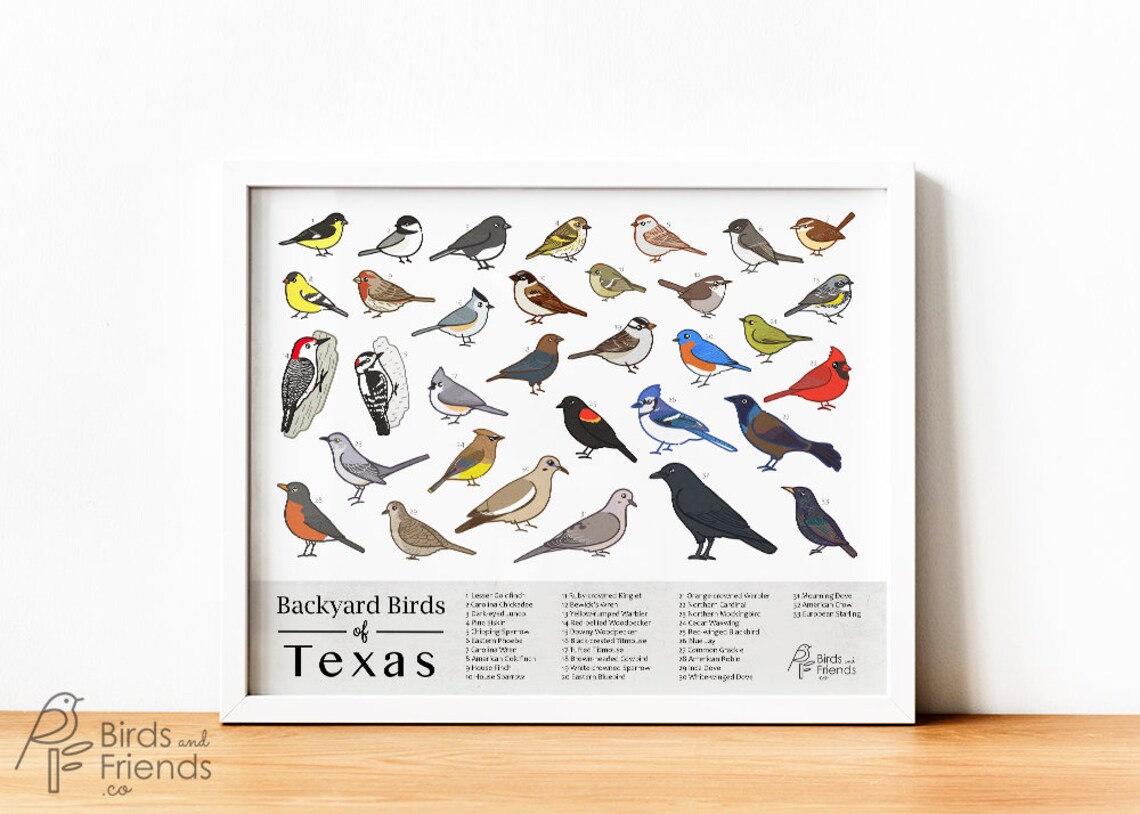 Texas - Printable Backyard Birds of Texas Field Guide Print - Printable ...