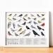 Texas - Printable Backyard Birds of Texas Field Guide Print - Printable ...