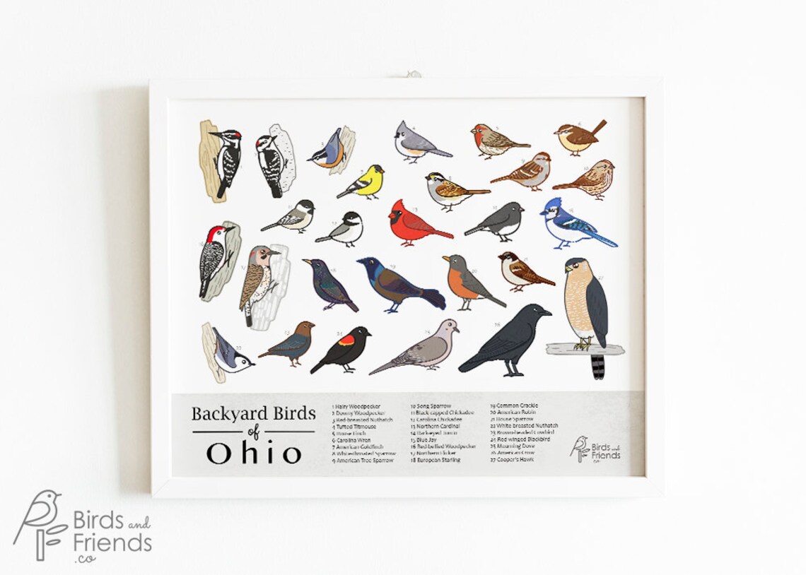Ohio - Printable Backyard Birds of Ohio Field Guide Print - Bird Art ...