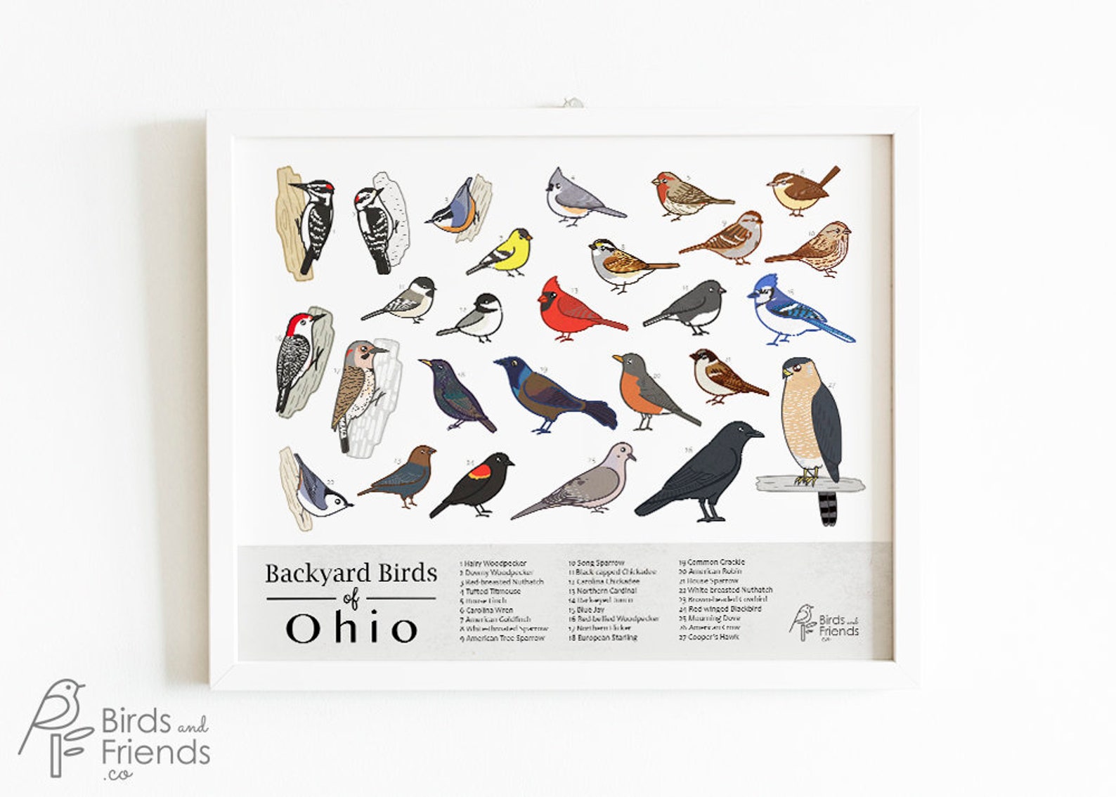 Ohio - Printable Backyard Birds of Ohio Field Guide Print - Bird Art ...