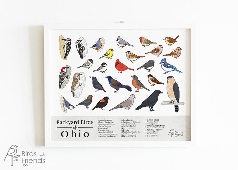Ohio - Printable Backyard Birds of Ohio Field Guide Print - Bird Art ...