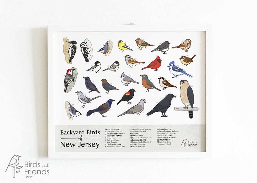 New Jersey - Printable Backyard Birds of New Jersey Field Guide Print ...