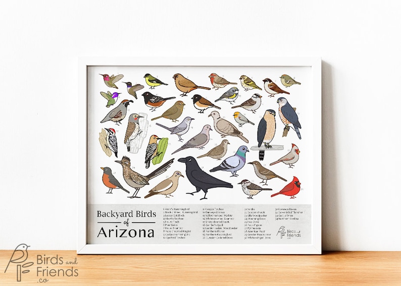 Arizona Printable Backyard Birds of Arizona Field Guide Print Printable ...