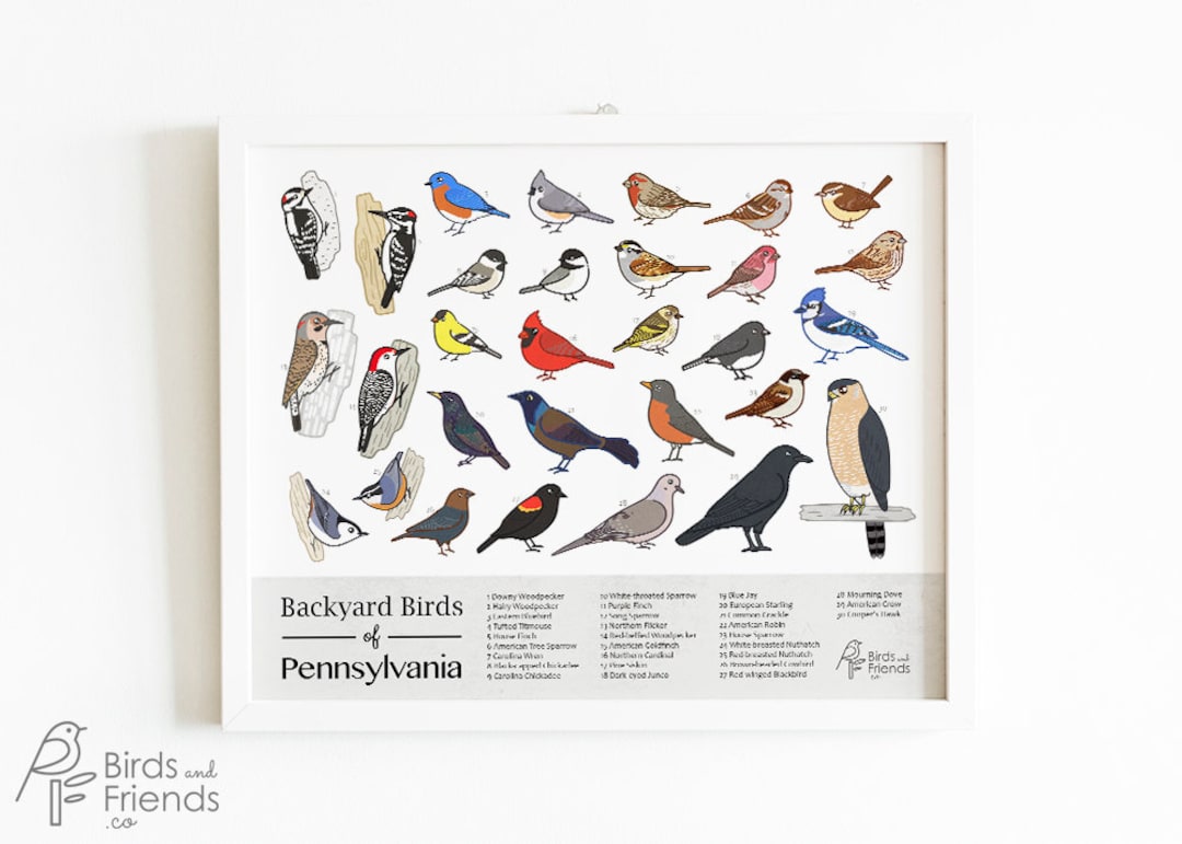 Pennsylvania - Printable Backyard Birds of Pennsylvania Field Guide ...