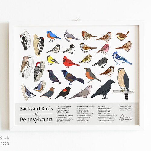 Pennsylvania Printable Backyard Birds of Pennsylvania Field - Etsy
