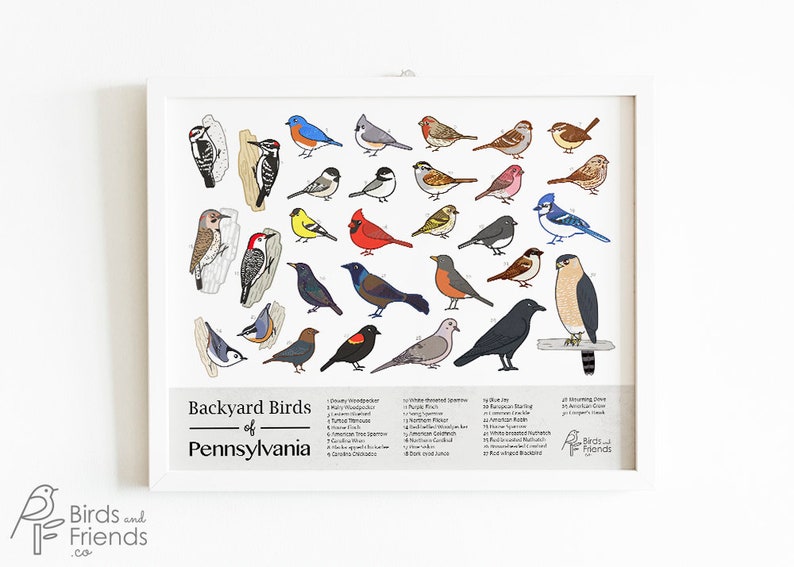 Pennsylvania Printable Backyard Birds of Pennsylvania Field - Etsy