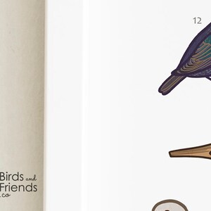 Oregon - Printable Backyard Birds of Oregon Field Guide Print ...