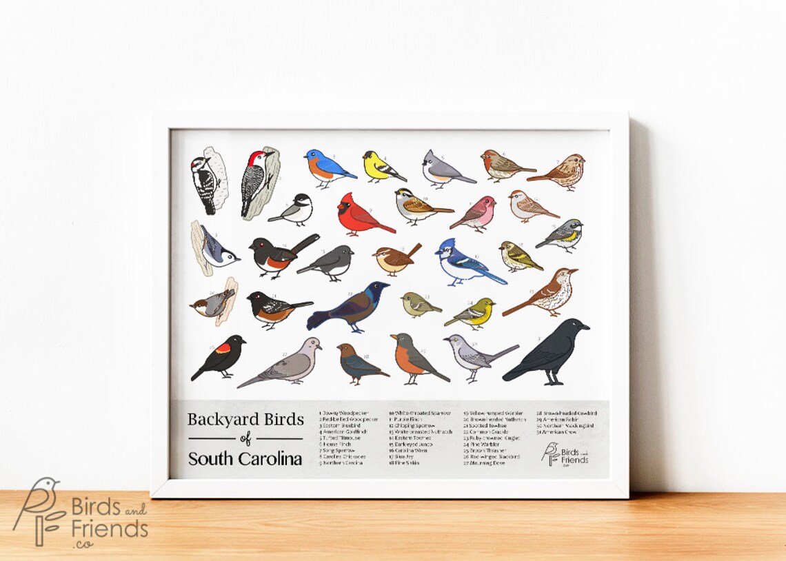 South Carolina Printable Backyard Birds of South Carolina Field Guide ...