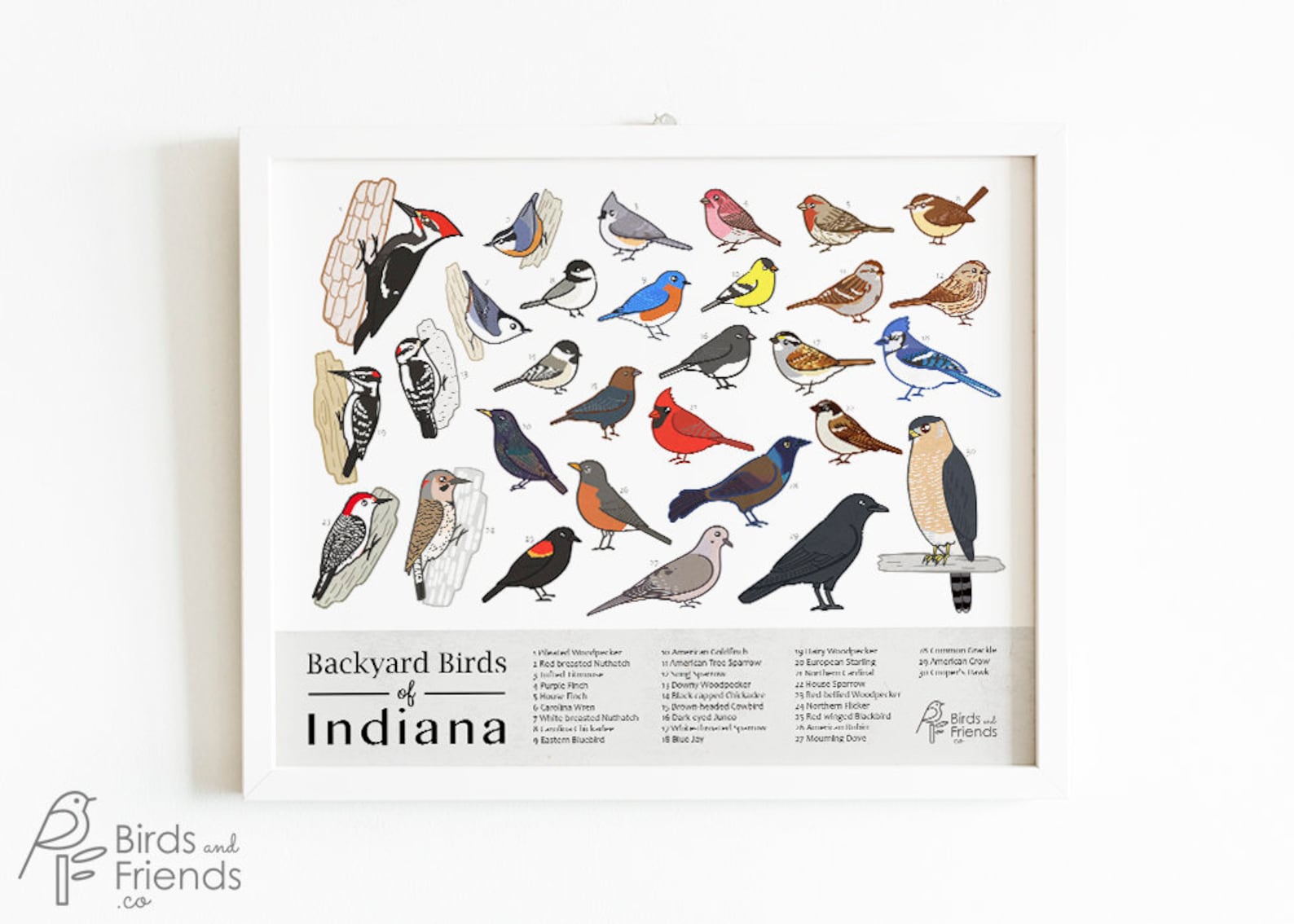 Indiana - Printable Backyard Birds of Indiana Field Guide Print - Bird ...