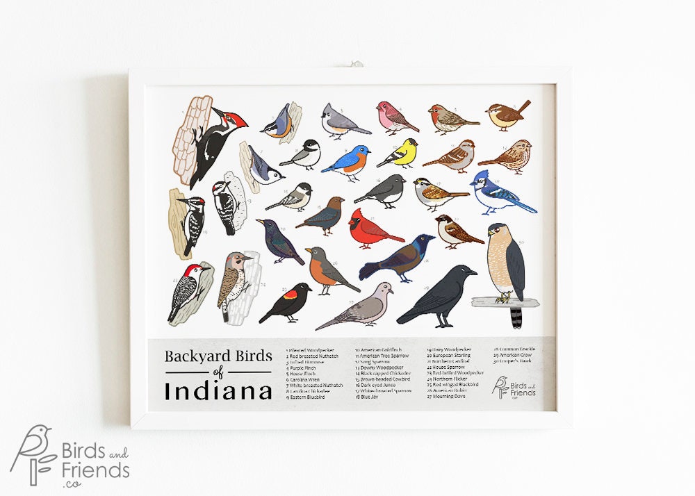 Indiana - Printable Backyard Birds of Indiana Field Guide Print - Bird ...
