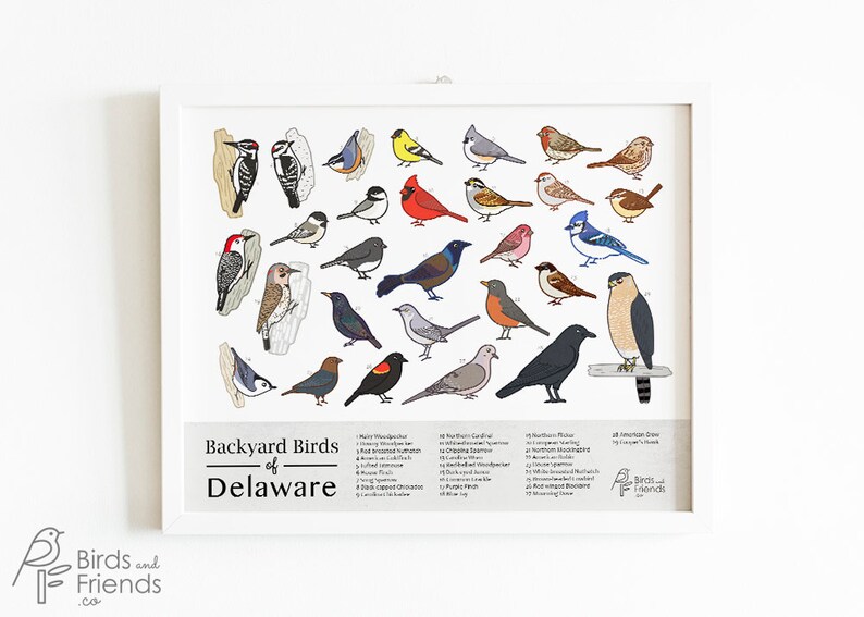 Delaware Printable Backyard Birds of Delaware Field Guide Print Bird ...