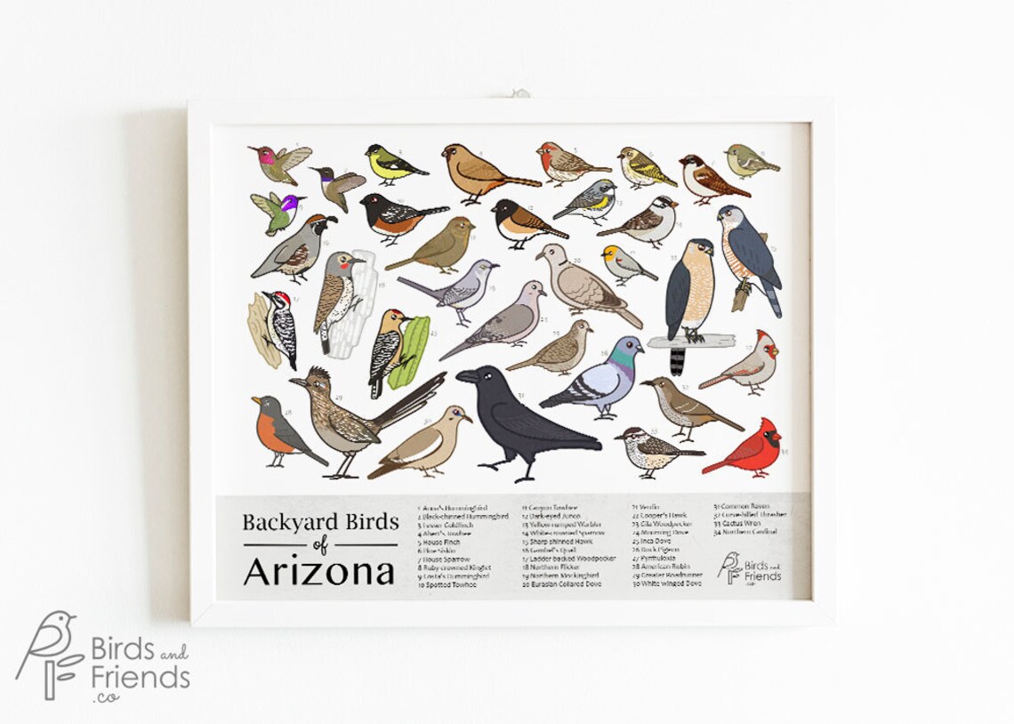 Arizona - Printable Backyard Birds of Arizona Field Guide Print ...