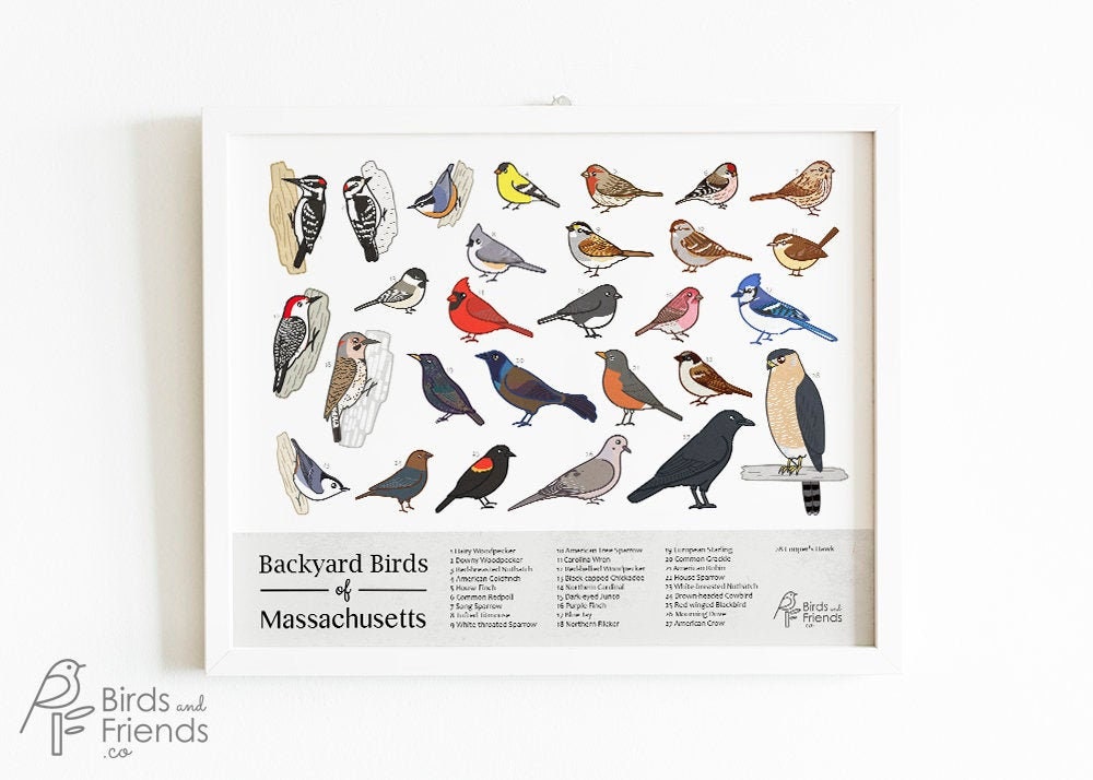 Massachusetts Printable Backyard Birds of Massachusetts Field Guide ...