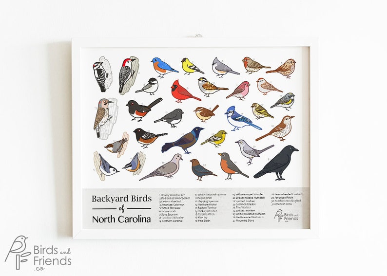 North Carolina Printable Backyard Birds of North Carolina | Etsy