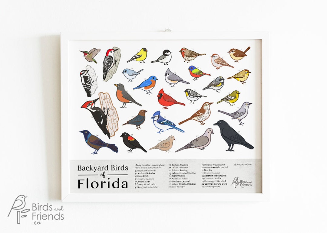 Florida Printable Backyard Birds of Florida Field Guide Print Bird Art ...