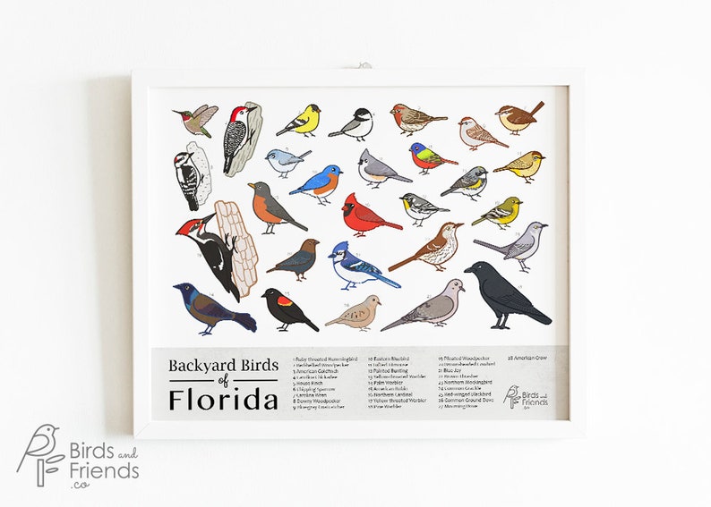 Florida Printable Backyard Birds of Florida Field Guide Print Bird Art ...