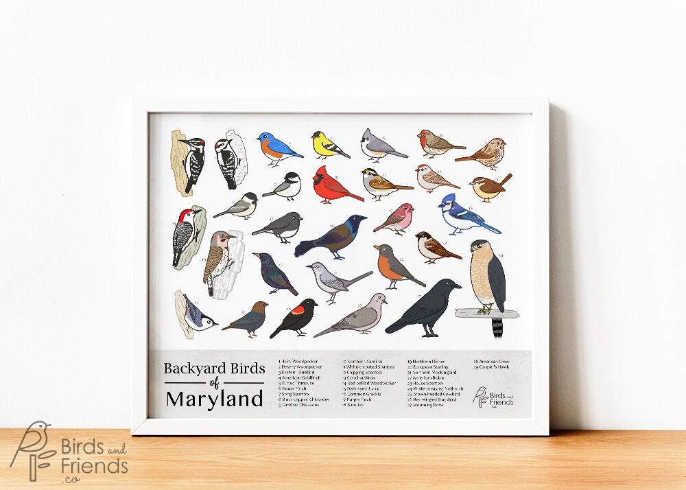 Maryland - Printable Backyard Birds of Maryland Field Guide Print ...