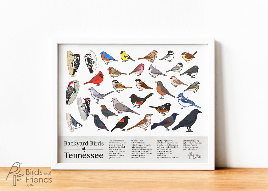 Tennessee - Printable Backyard Birds of Tennessee Field Guide Print ...