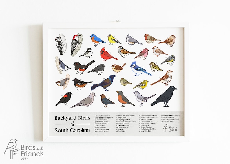 South Carolina Printable Backyard Birds of South Carolina Field Guide ...