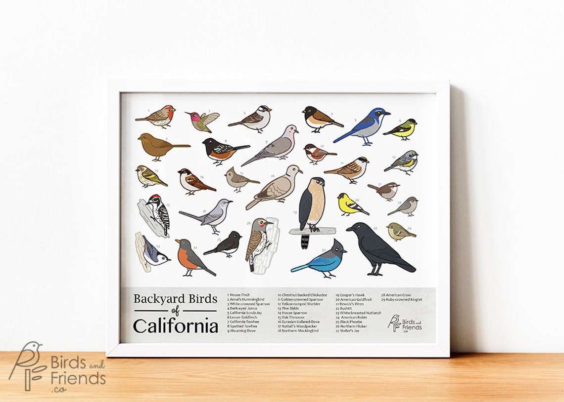 California Printable Backyard Birds of California Field Guide Print ...