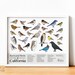 California Printable Backyard Birds of California Field Guide Print ...