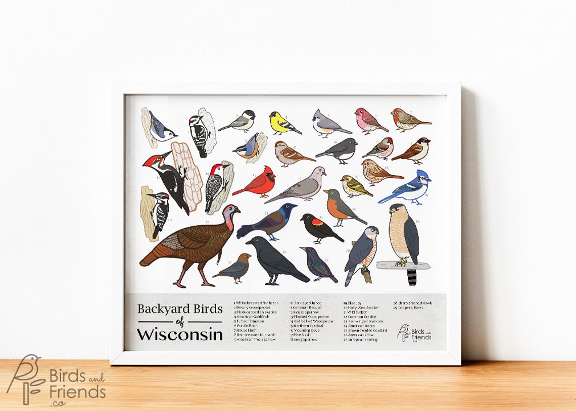 Wisconsin - Printable Backyard Birds of Wisconsin Field Guide Print ...