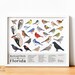Florida Printable Backyard Birds of Florida Field Guide Print Bird Art ...
