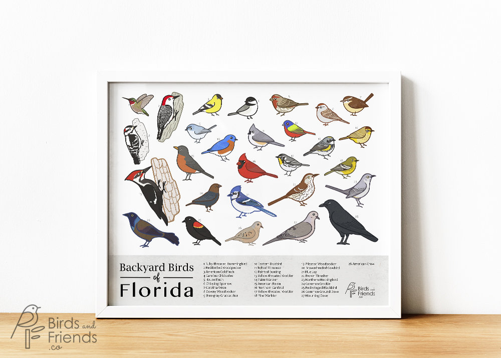 Florida Printable Backyard Birds of Florida Field Guide Print Bird Art ...