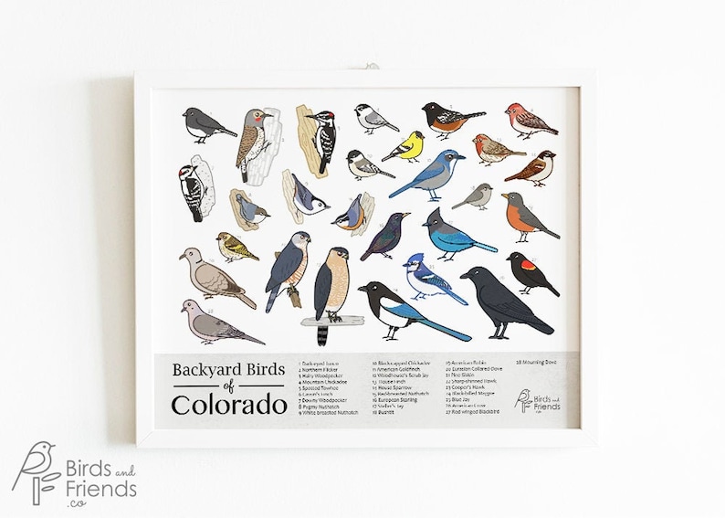 Colorado - Printable Backyard Birds of Colorado Field Guide Print ...