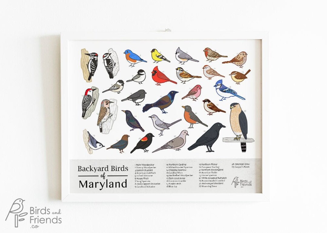 Maryland - Printable Backyard Birds of Maryland Field Guide Print ...