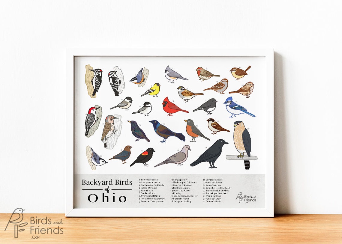 Ohio Printable Backyard Birds of Ohio Field Guide Print Bird Art Print ...