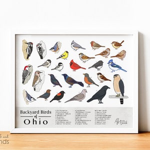 Ohio - Printable Backyard Birds of Ohio Field Guide Print - Bird Art ...