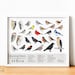Ohio - Printable Backyard Birds of Ohio Field Guide Print - Bird Art ...