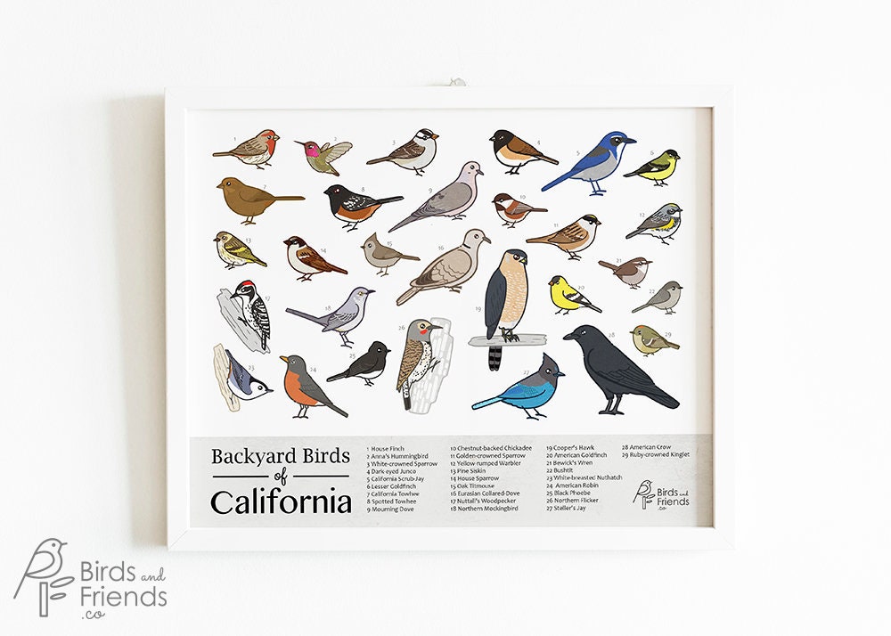 California Printable Backyard Birds of California Field Guide Print ...