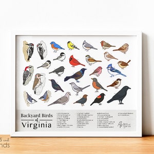 Virginia - Printable Backyard Birds of Virginia Field Guide Print ...