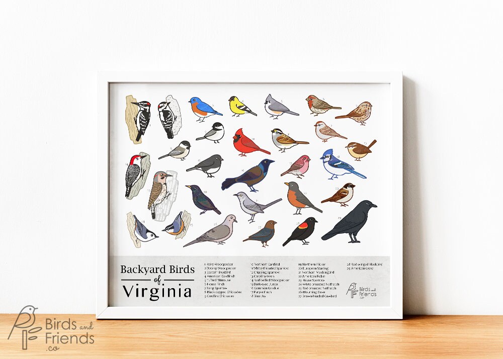 Virginia - Printable Backyard Birds of Virginia Field Guide Print ...