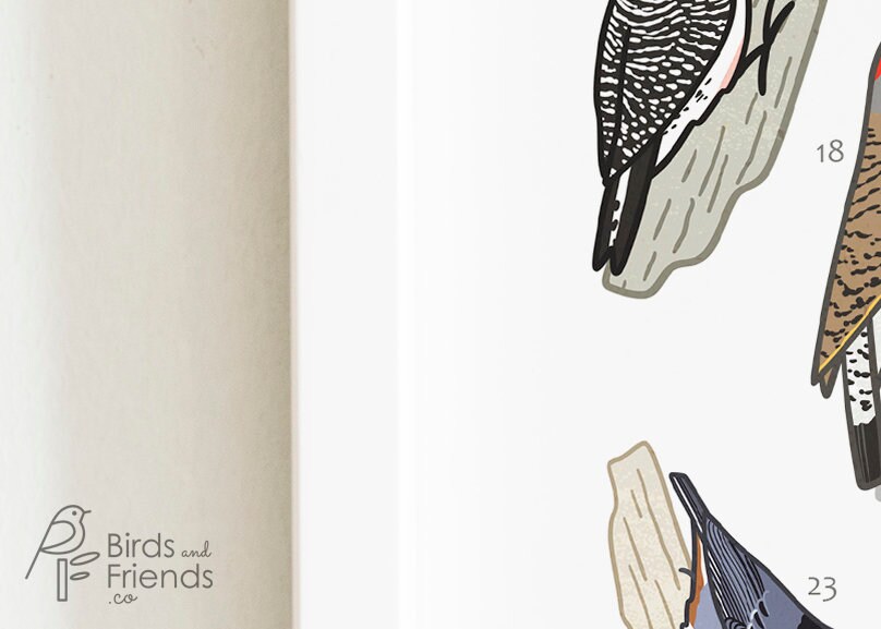 Ohio - Printable Backyard Birds of Ohio Field Guide Print - Bird Art ...