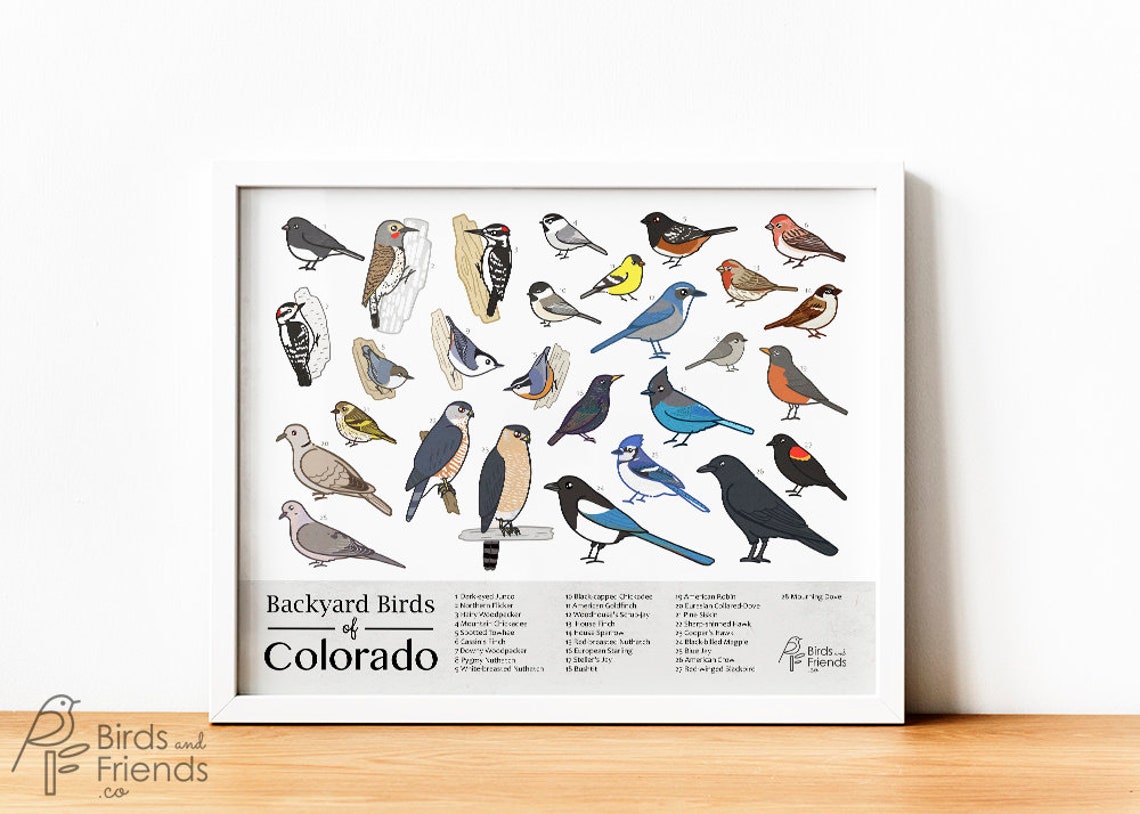 Colorado Printable Backyard Birds of Colorado Field Guide Print ...