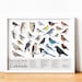 Colorado Printable Backyard Birds of Colorado Field Guide Print ...