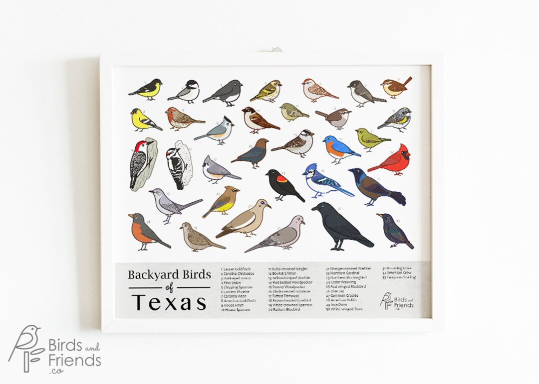 Texas - Printable Backyard Birds of Texas Field Guide Print - Printable ...