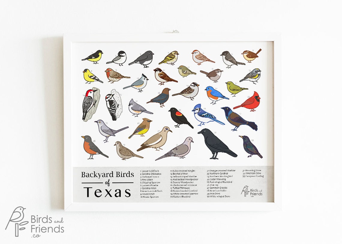 Texas - Printable Backyard Birds of Texas Field Guide Print - Printable ...